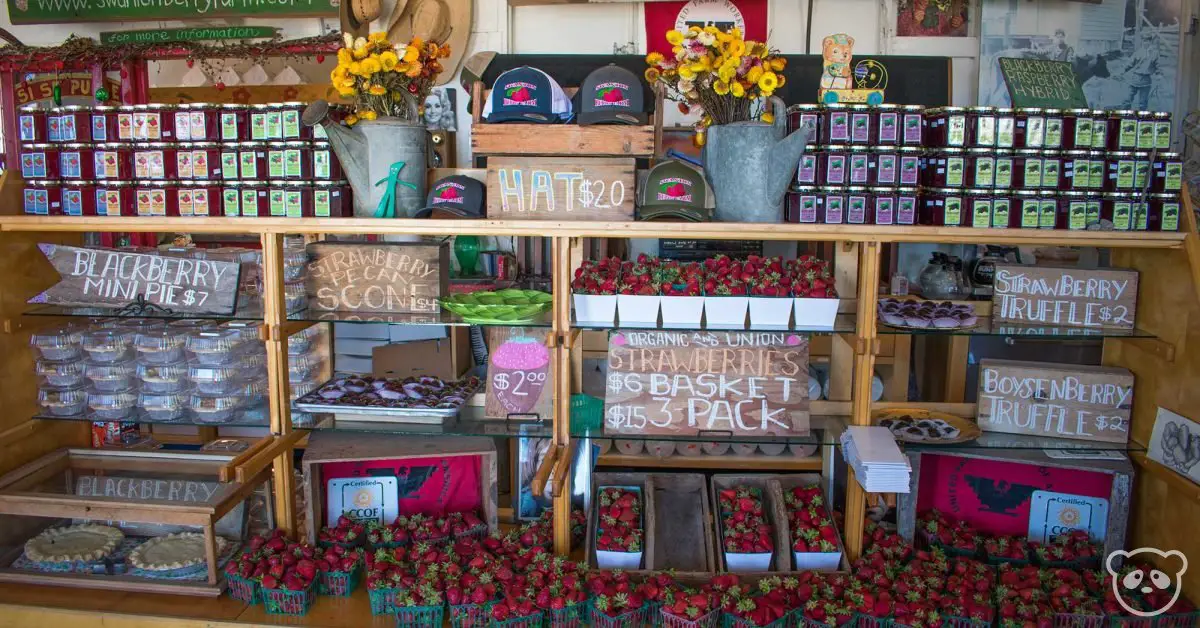 Pick Your Own Strawberries at Swanton Berry Farm in SF Bay Area ...