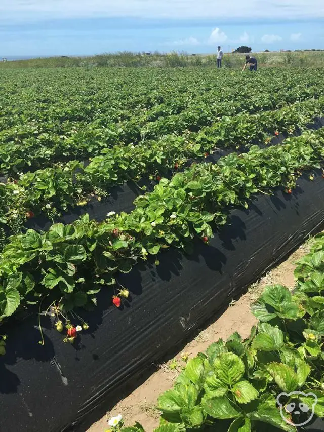 Pick Your Own Strawberries at Swanton Berry Farm in SF Bay Area ...
