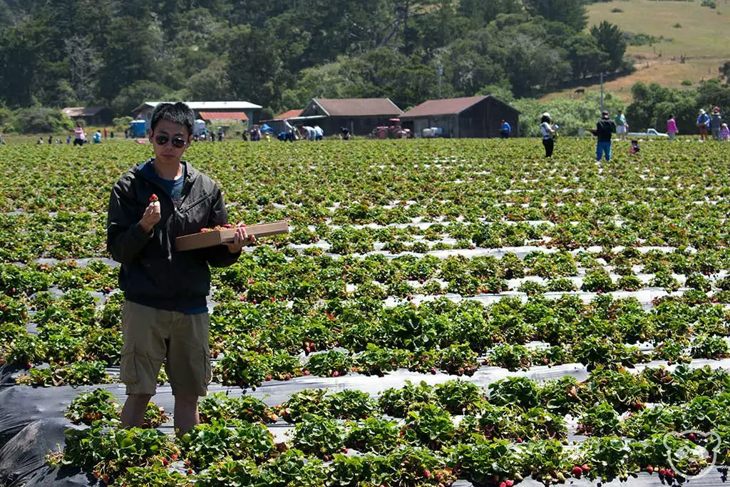 Pick Your Own Strawberries at Swanton Berry Farm in SF Bay Area ...