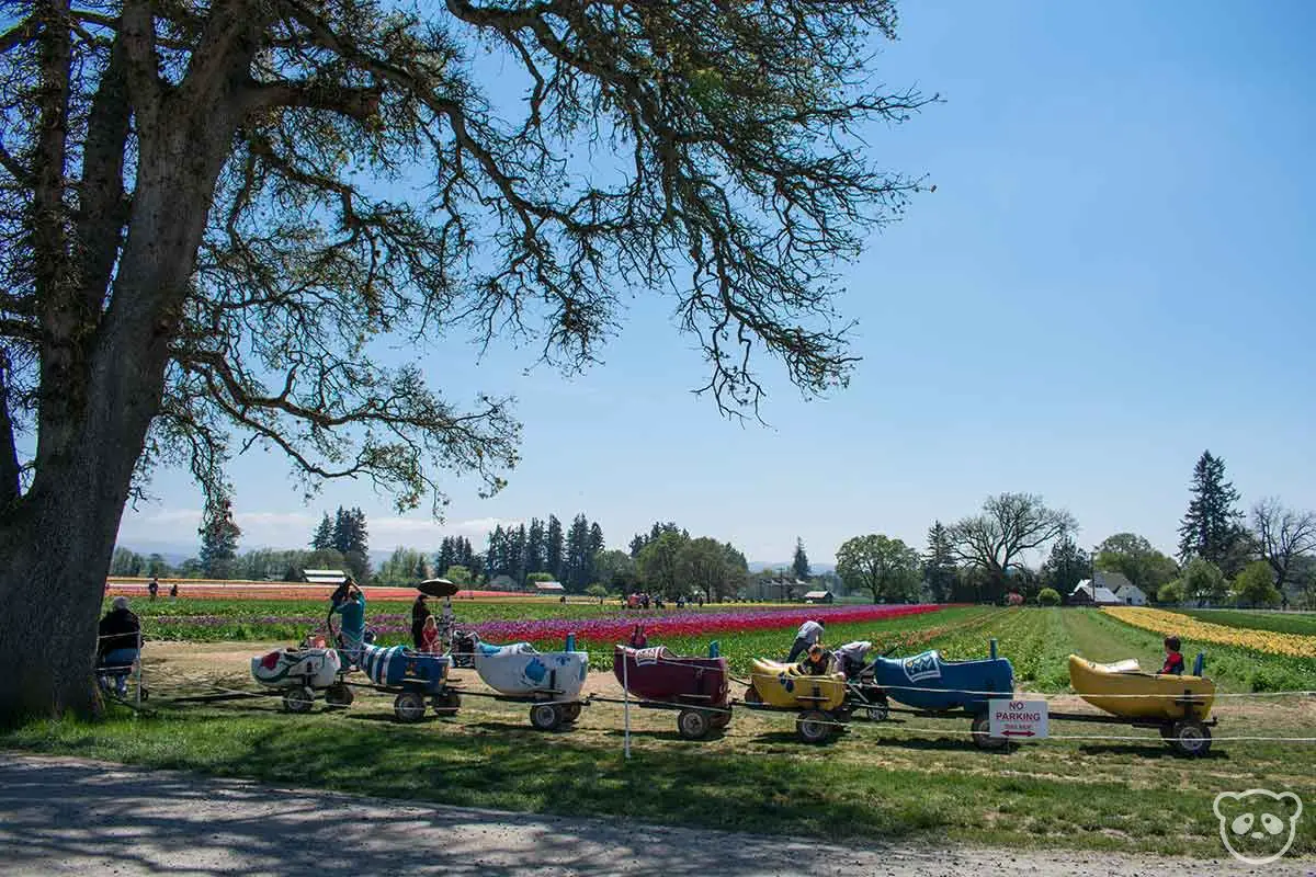 Tulip Fields at Wooden Shoe Tulip Festival Near Portland, Oregon ...