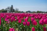 Tulip Fields at Wooden Shoe Tulip Festival Near Portland, Oregon ...