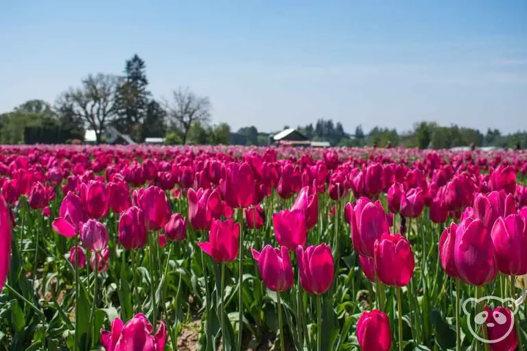 Tulip Fields at Wooden Shoe Tulip Festival Near Portland, Oregon ...