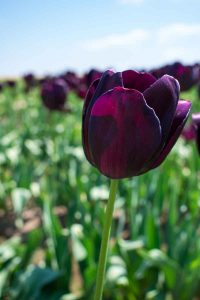 Tulip Fields at Wooden Shoe Tulip Festival Near Portland, Oregon ...