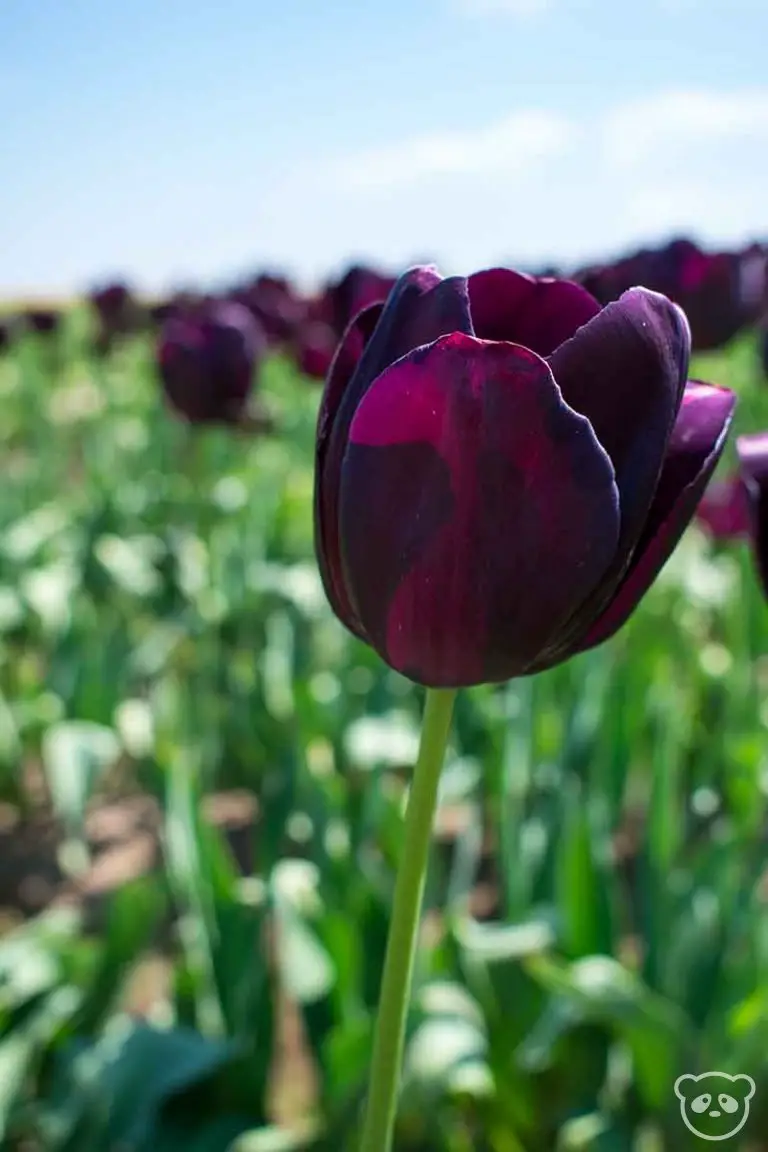 Tulip Fields at Wooden Shoe Tulip Festival Near Portland, Oregon ...
