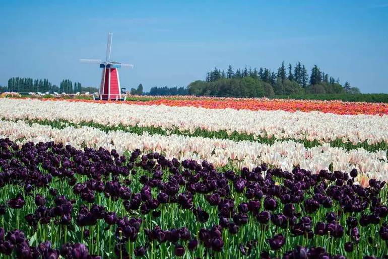 Tulip Fields at Wooden Shoe Tulip Festival Near Portland, Oregon ...