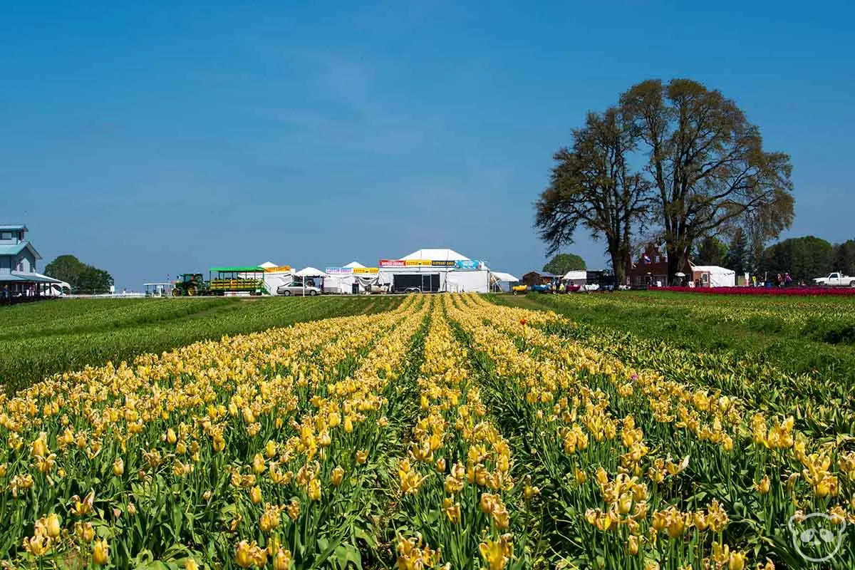 Tulip Fields at Wooden Shoe Tulip Festival Near Portland, Oregon ...
